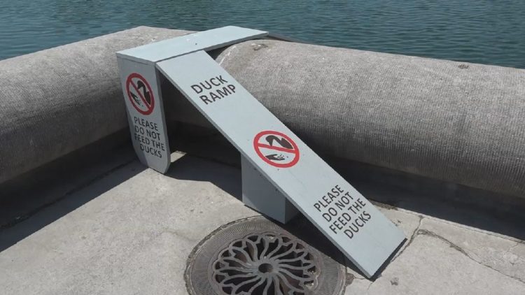 Duck ramp - City Wildlife