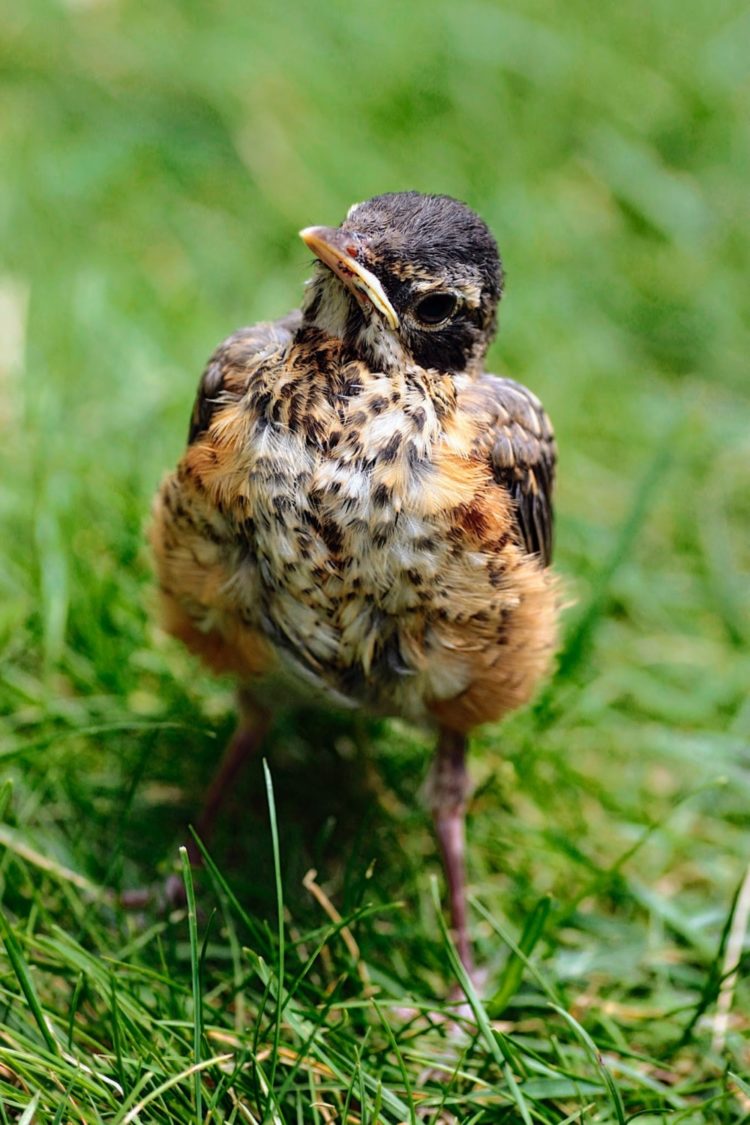 How to Help Baby Birds - City Wildlife