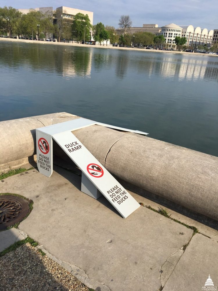 duck ramp 2 - City Wildlife